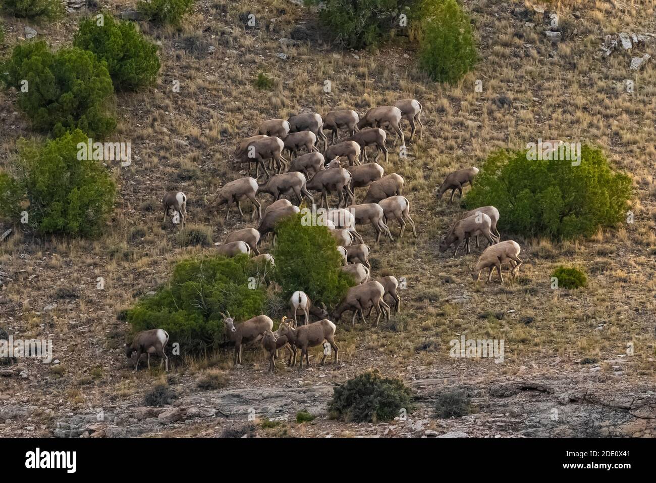 Large herd of Bighorn Sheep, Ovis canadensis, grazing across Bighorn ...