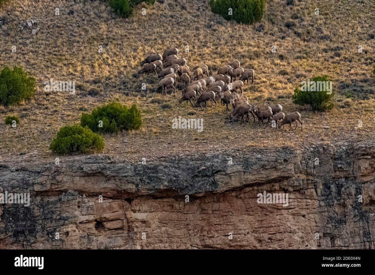Large herd of Bighorn Sheep, Ovis canadensis, grazing across Bighorn ...