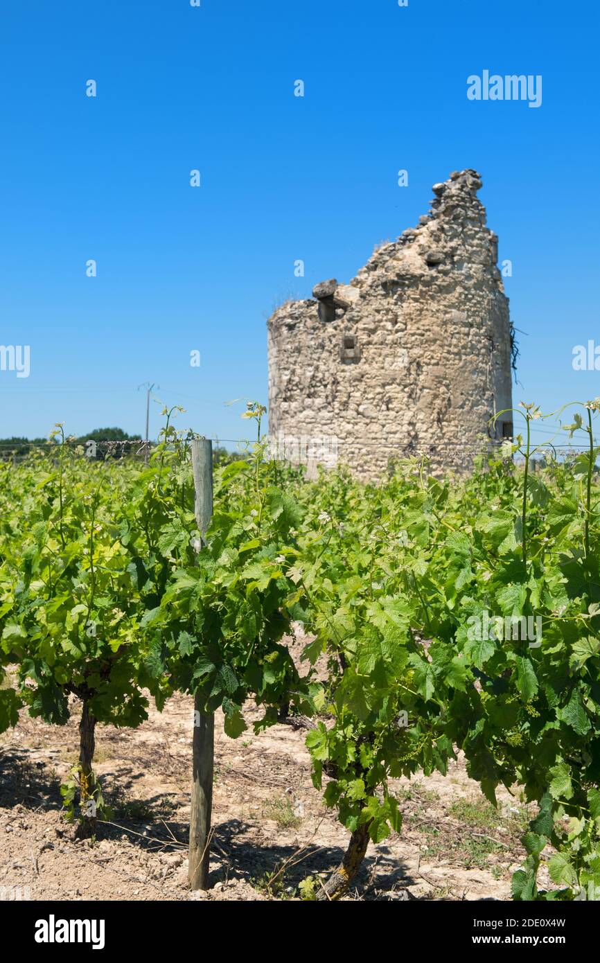 Remain of a tower in French vine yard Stock Photo - Alamy
