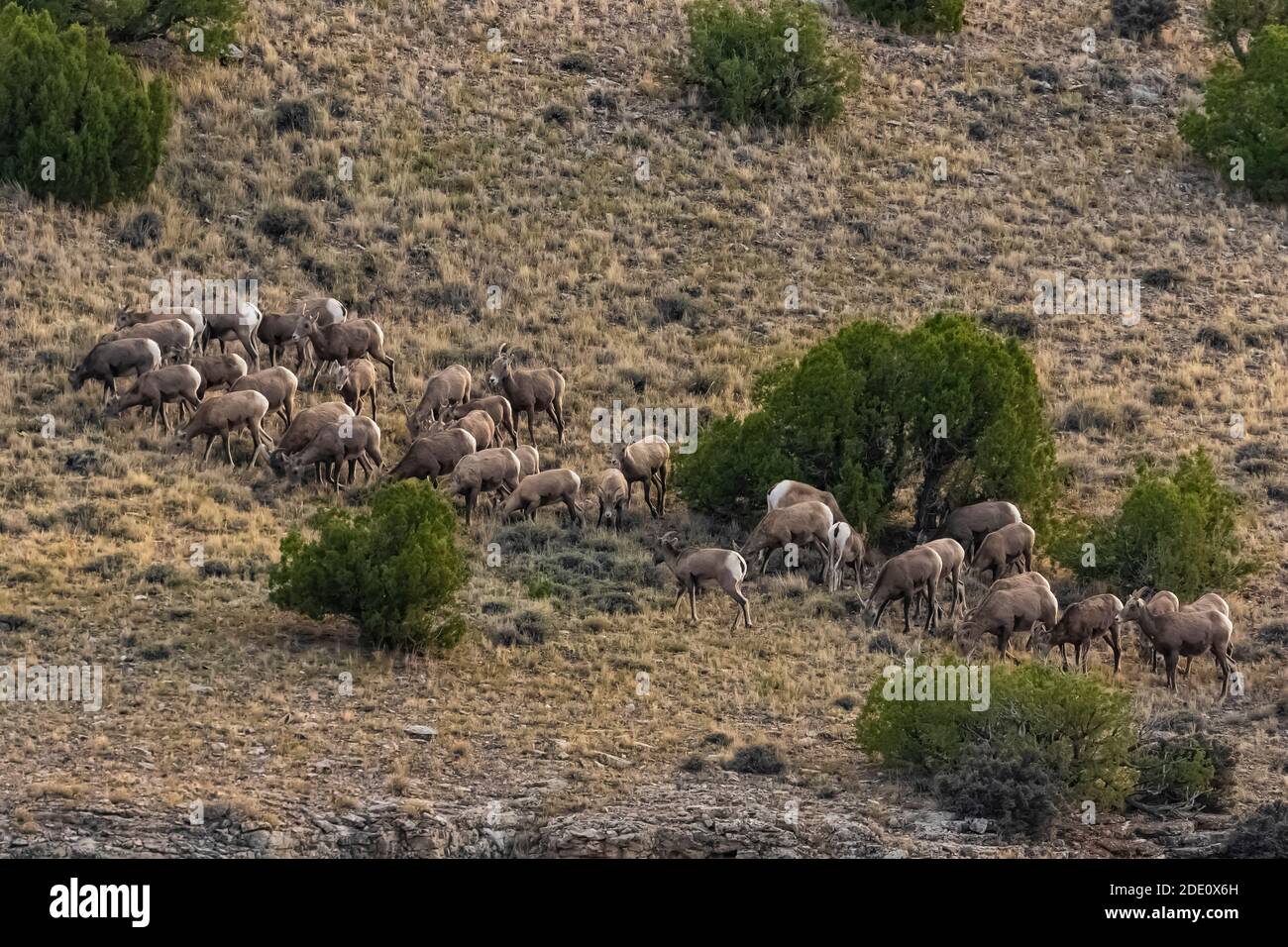 Large herd of Bighorn Sheep, Ovis canadensis, grazing across Bighorn ...