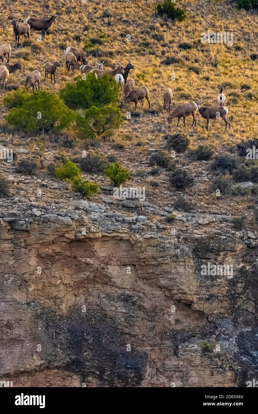 Large herd of Bighorn Sheep, Ovis canadensis, grazing across Bighorn ...