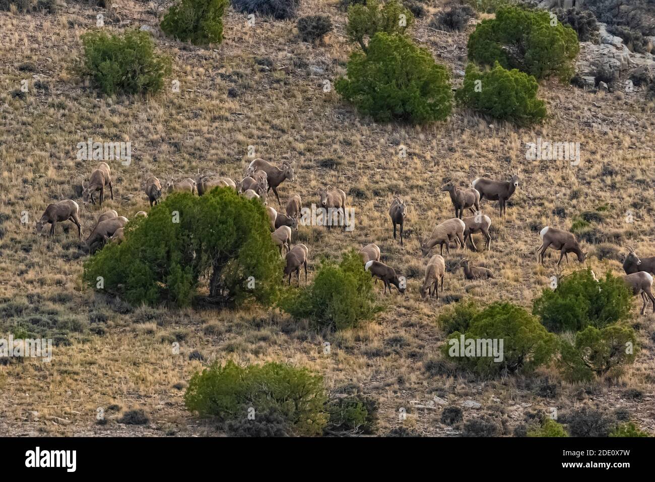 Large herd of Bighorn Sheep, Ovis canadensis, grazing across Bighorn ...