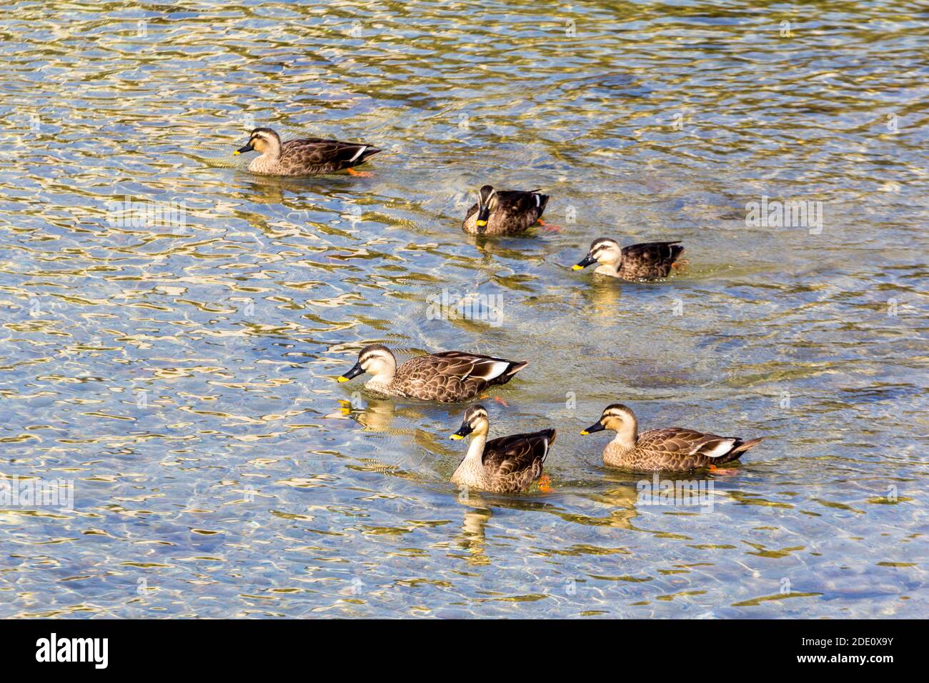 Japan animals hi-res stock photography and images - Alamy
