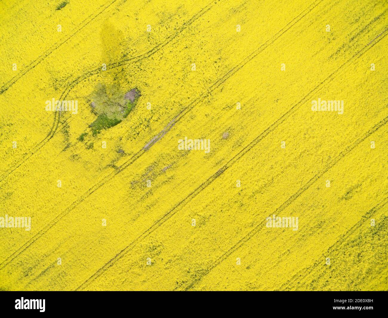Yellow blooming canola hi-res stock photography and images - Alamy