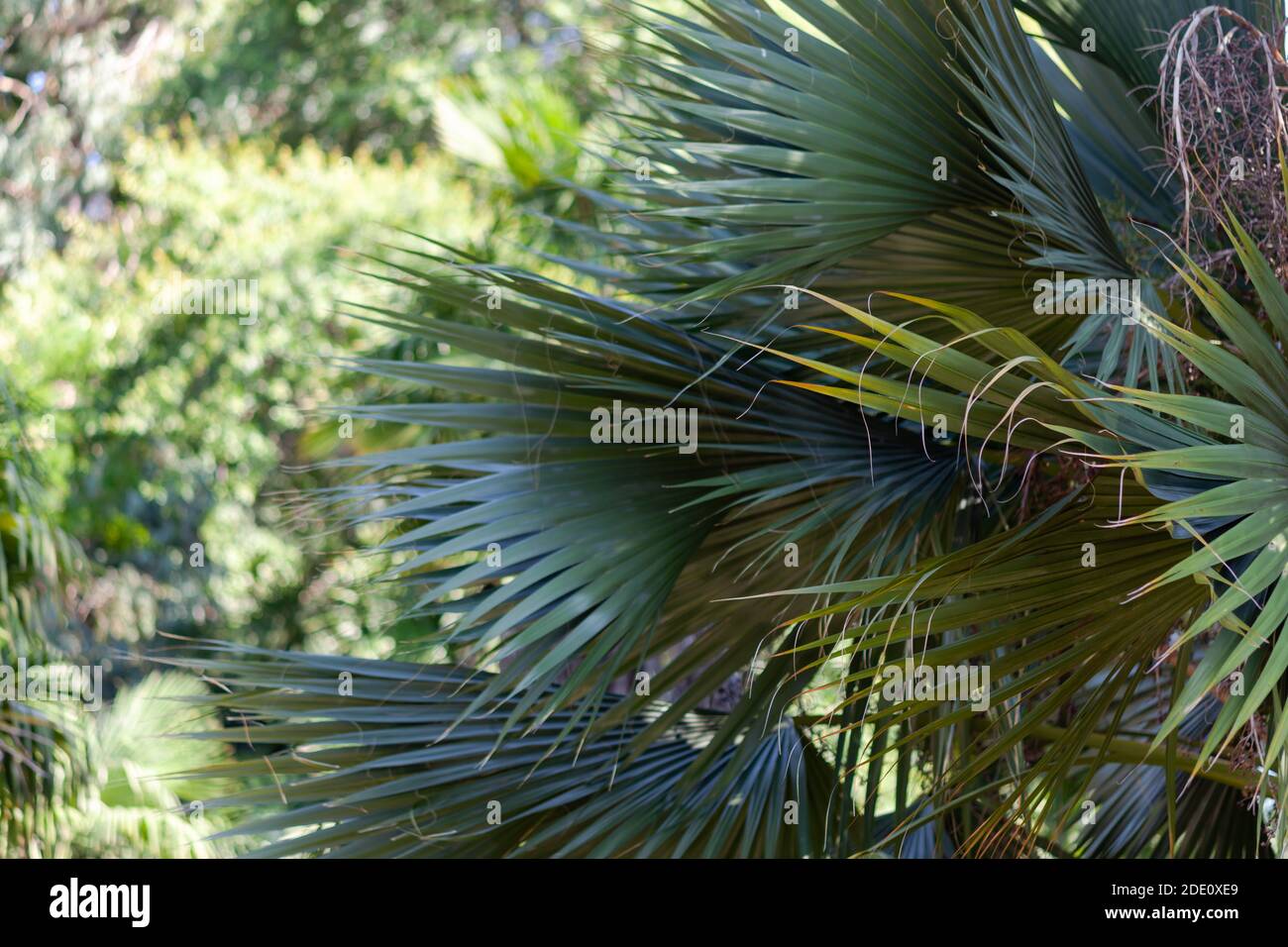 Jungle tree asia branches hi-res stock photography and images - Alamy