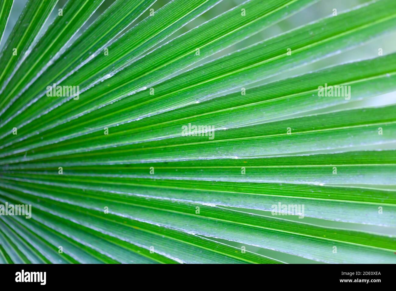 Outdoor palme hi-res stock photography and images - Alamy