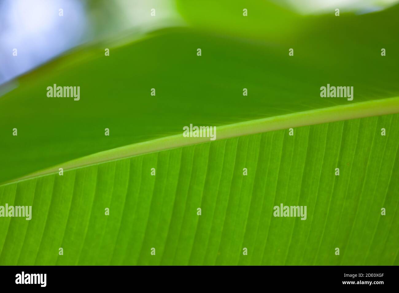 Large green leaf of a tropical plant Stock Photo - Alamy