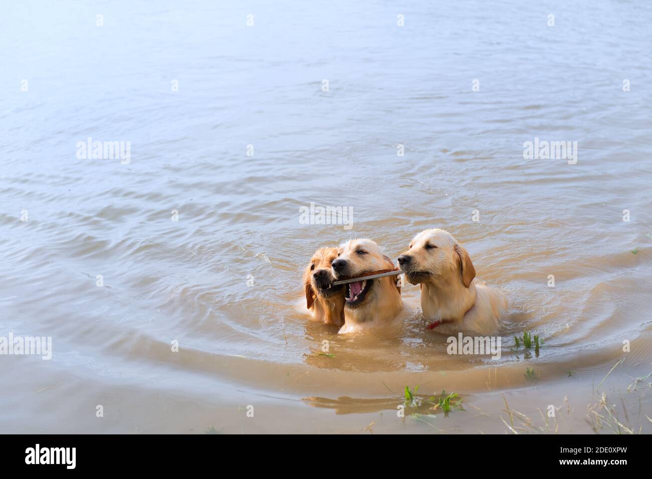 Swimming and playing labrador dogs Stock Photo - Alamy