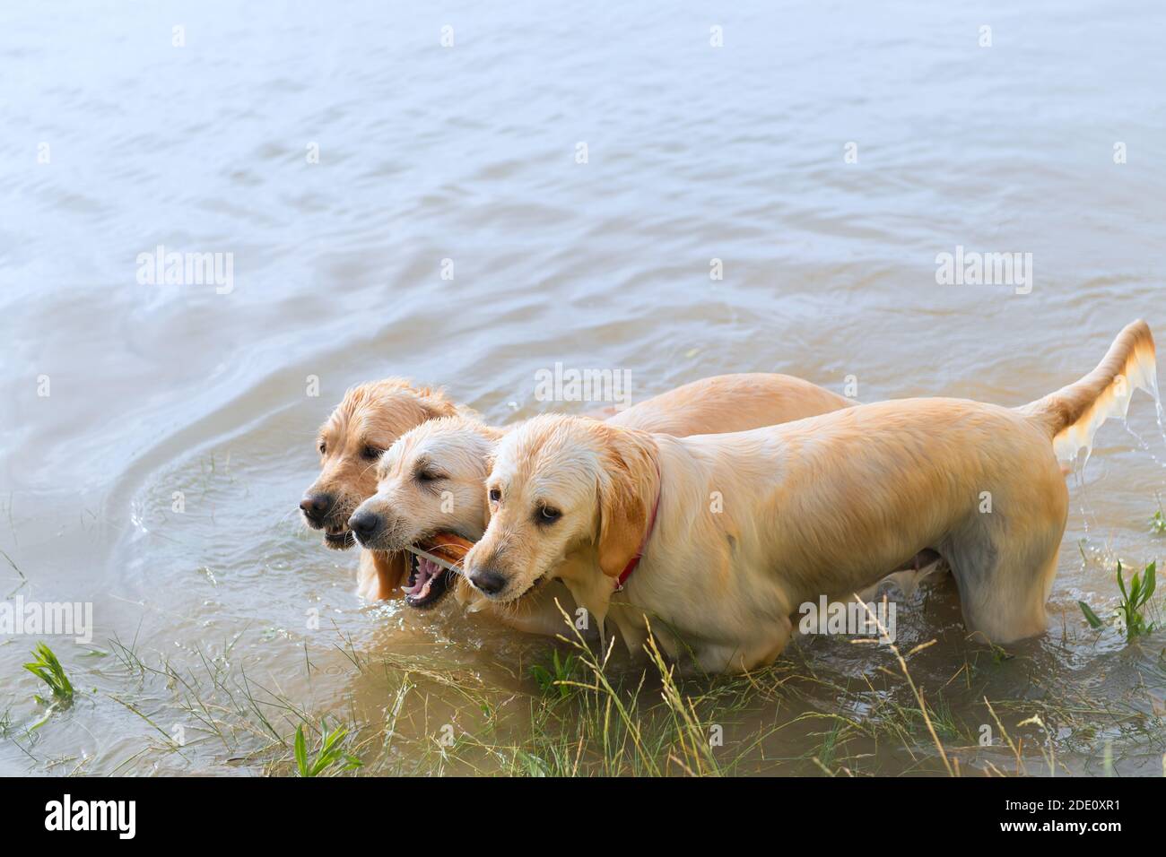 Swimming and playing labrador dogs Stock Photo - Alamy