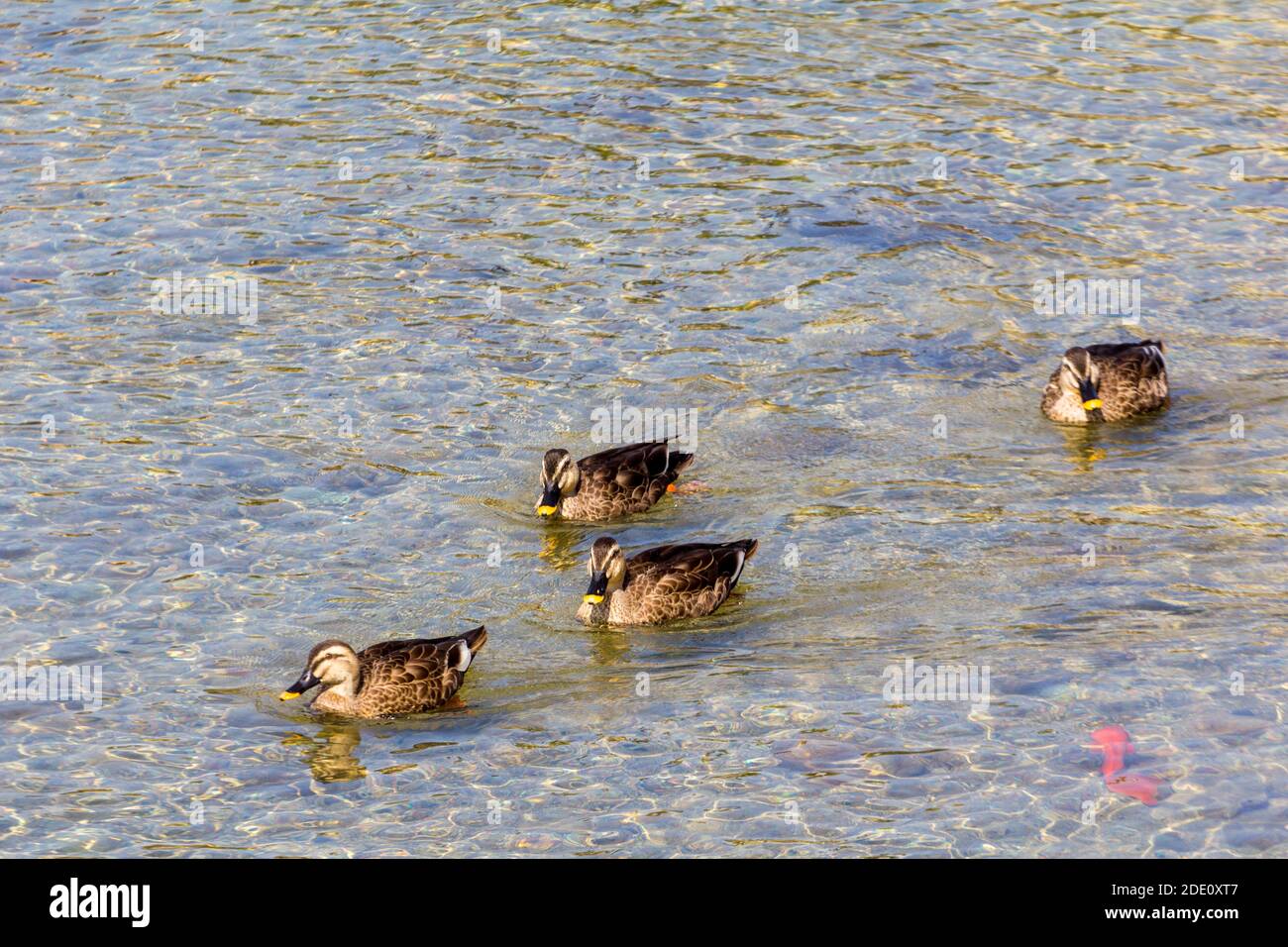 Japan animals hi-res stock photography and images - Alamy