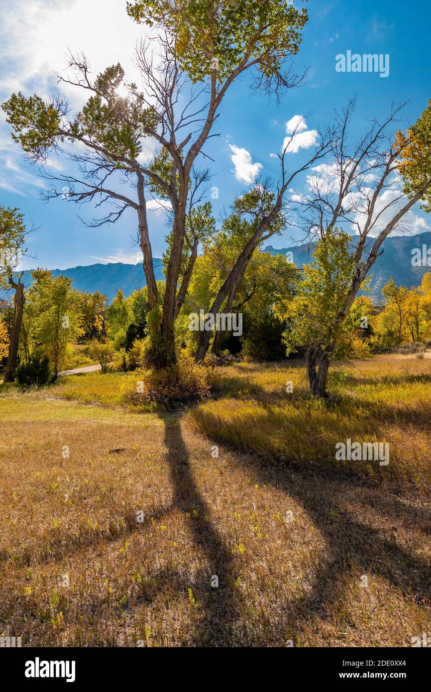 Willow trees at the historic Ewing-Snell Ranch at Bighorn Canyon ...