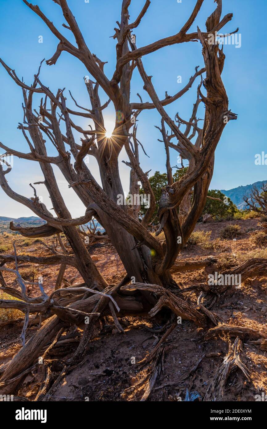 Dead Utah Juniper, Juniperus osteosperma, trees in Bighorn Canyon ...