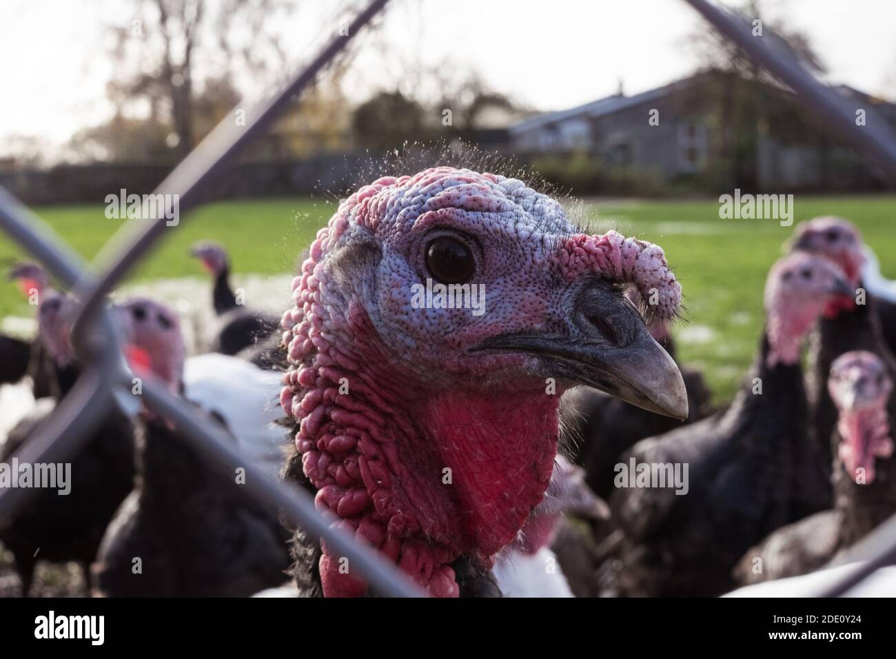 Caruncle hi-res stock photography and images - Alamy