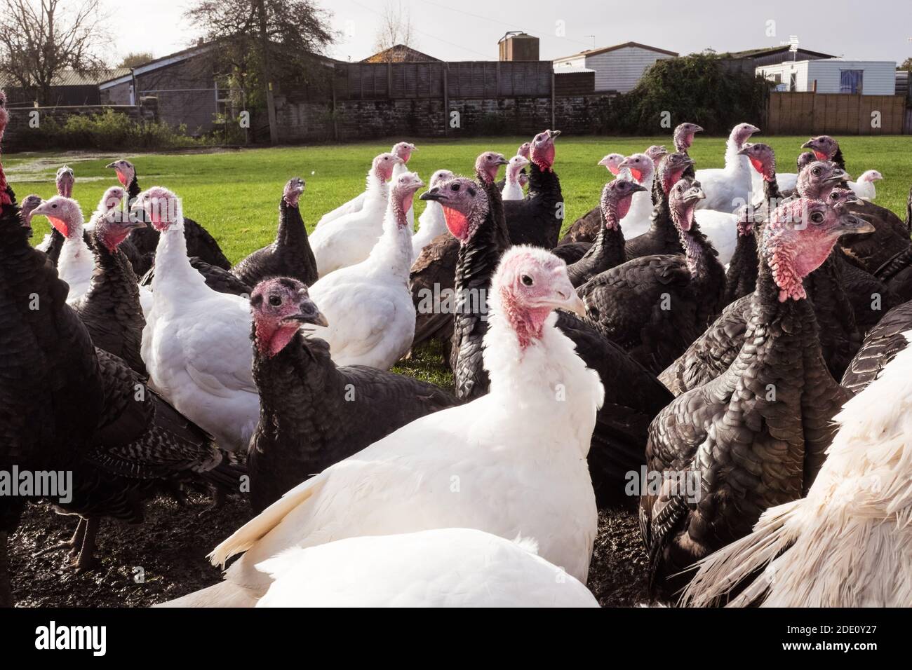 Caruncle hi-res stock photography and images - Alamy