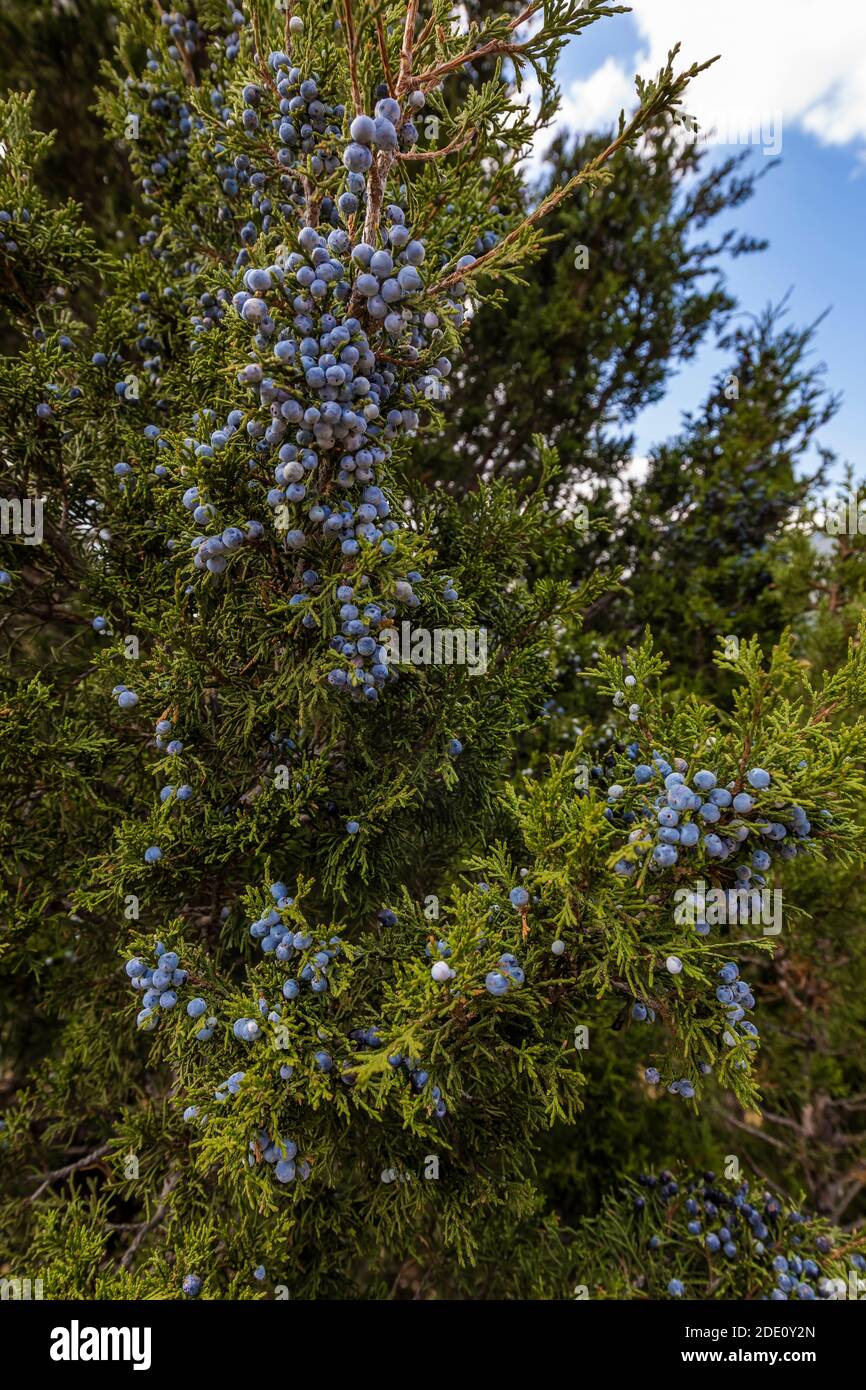 Utah Juniper, Juniperus osteosperma, on Caroline Lockhart Historic ...