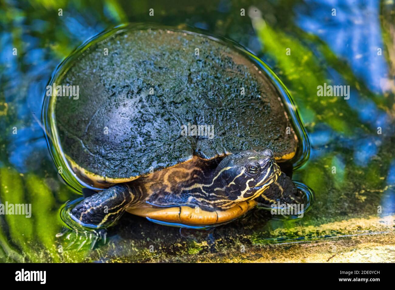 Pseudemys concinna floridana hi-res stock photography and images - Alamy