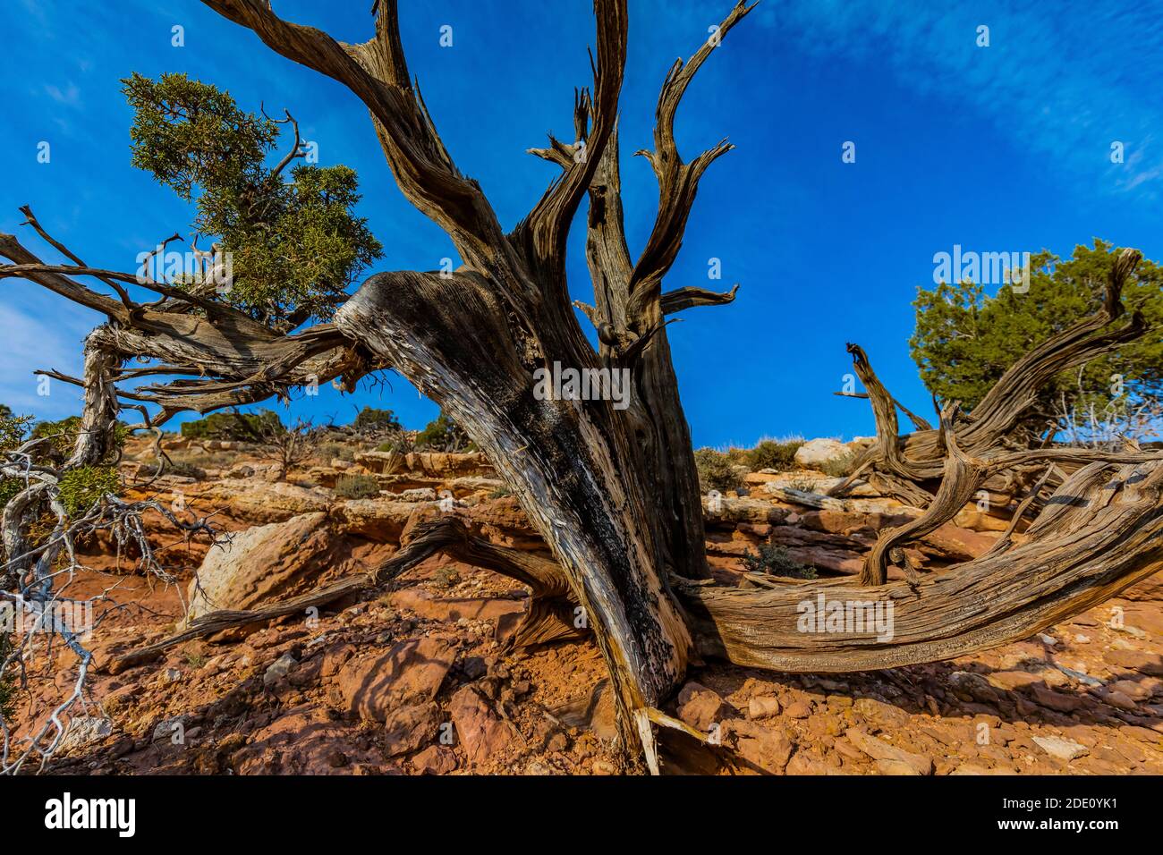 Scattered Utah Juniper, Juniperus osteosperma, trees in Bighorn Canyon ...