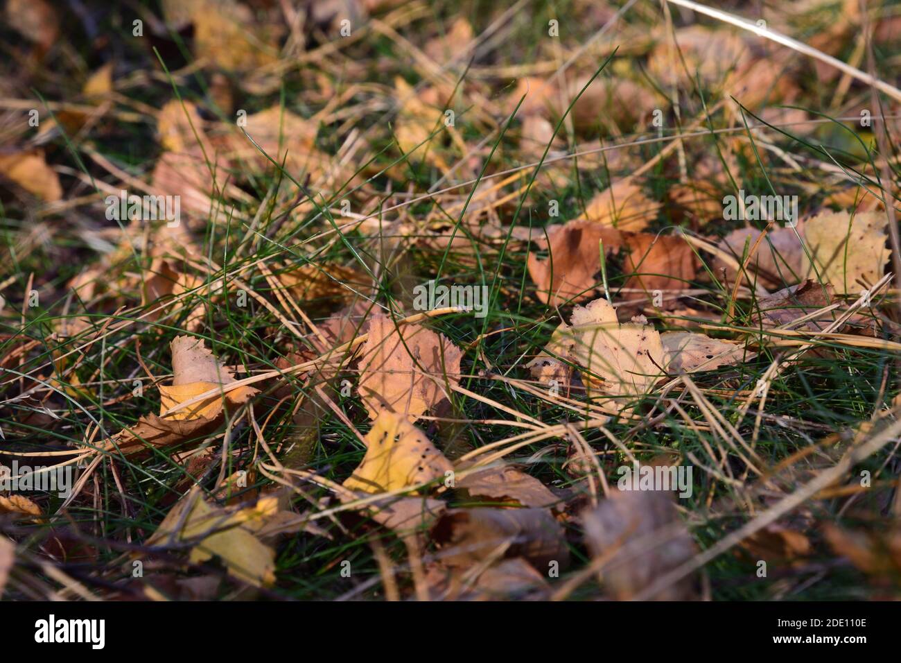autumn ground in the forest with leaves Stock Photo - Alamy