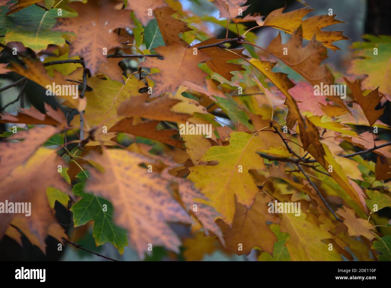 autumn leaves in colorful colors in the forest Stock Photo - Alamy