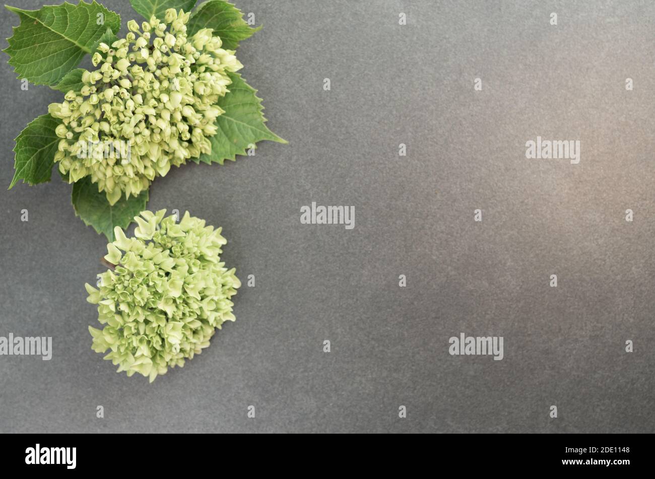 A top view of green Hydrangea buds on a gray surface Stock Photo - Alamy