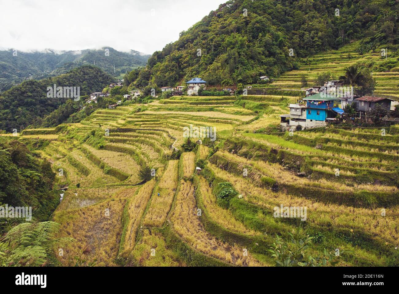 rice field terraces in the philippines, traditional rice cultivation in ...