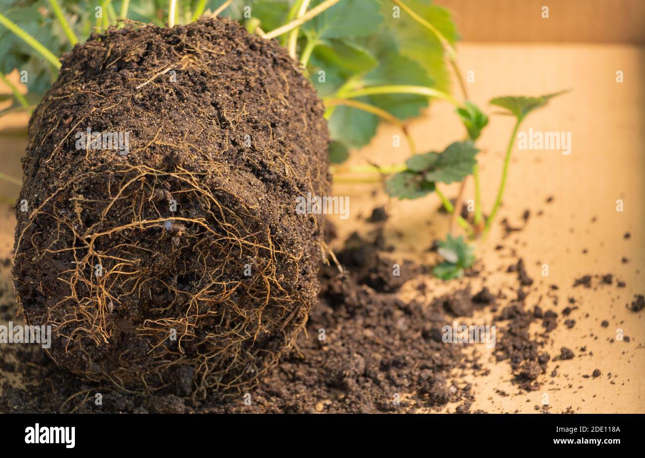 Strawberry plant roots hi-res stock photography and images - Alamy