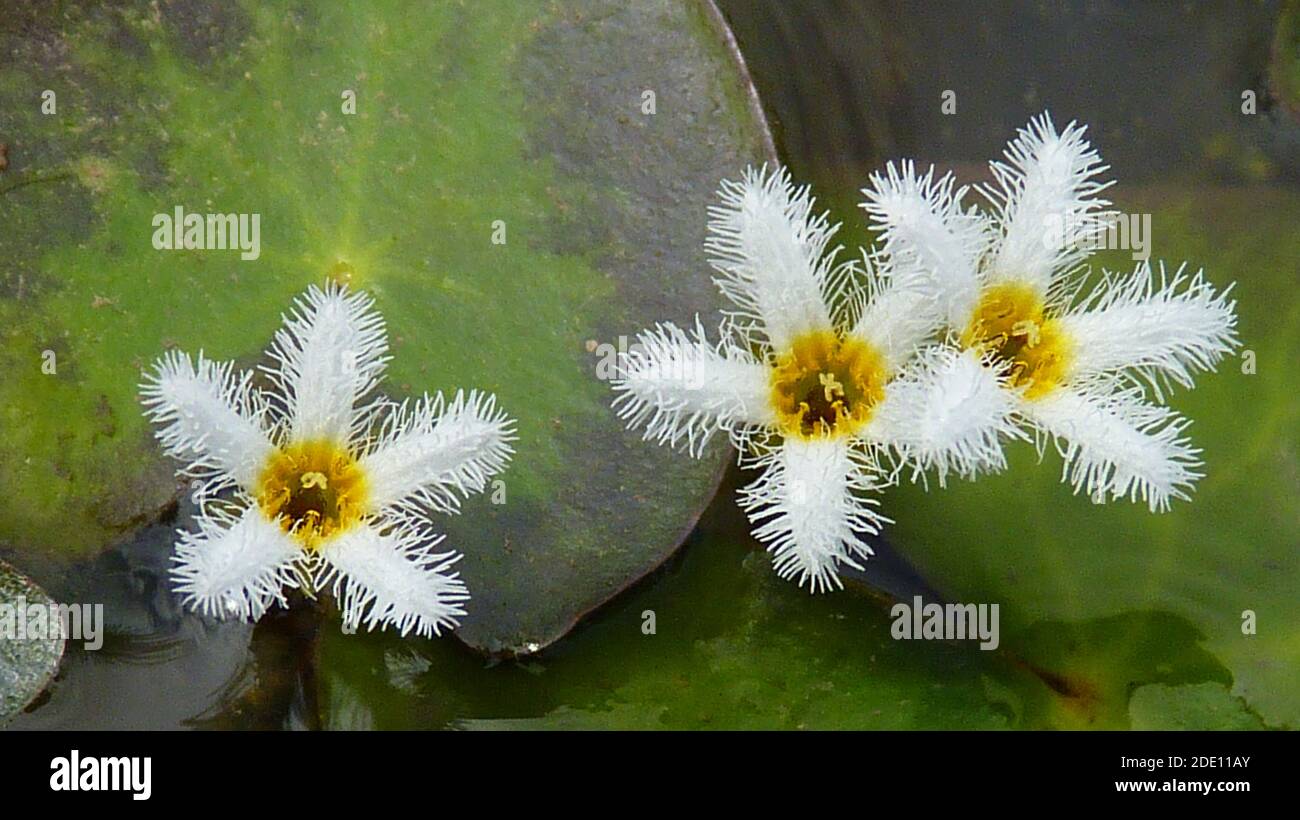 A top view of aquatic tropical nymphoides indica flowers Stock Photo ...