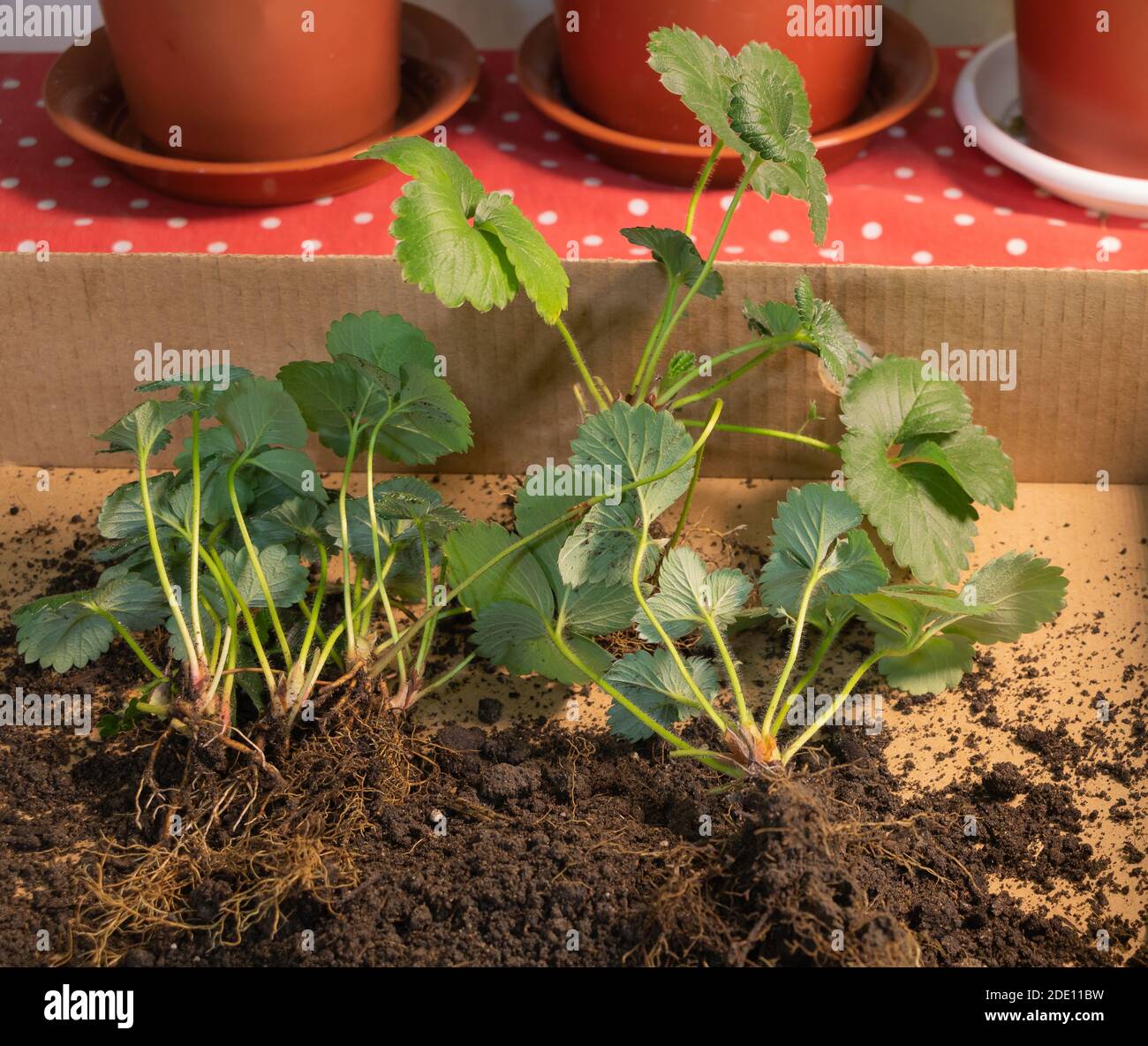 Strawberry plant roots hi-res stock photography and images - Alamy
