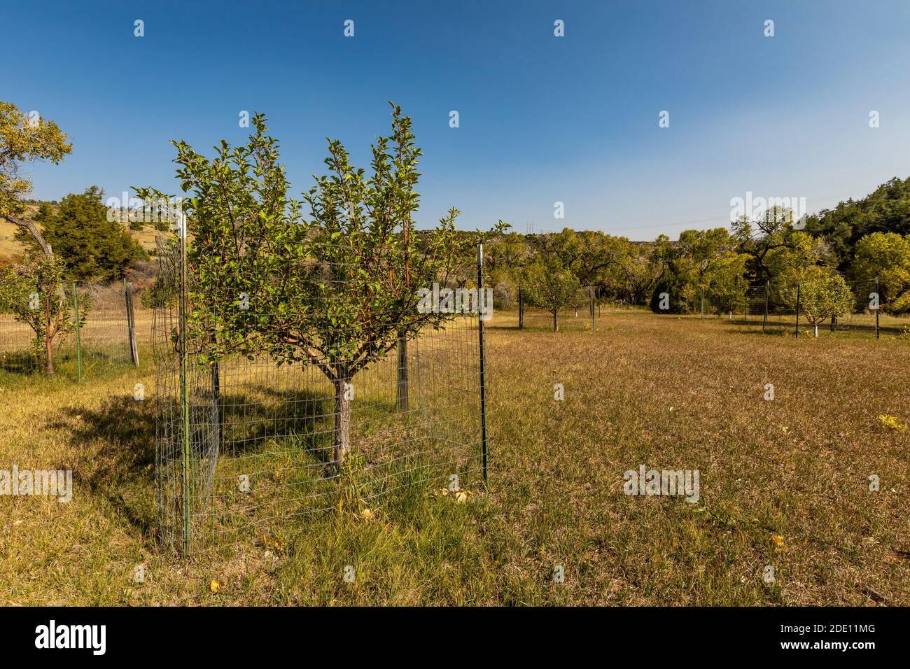 Orchard trees planted at Caroline Lockhart Historic Ranch Site in ...