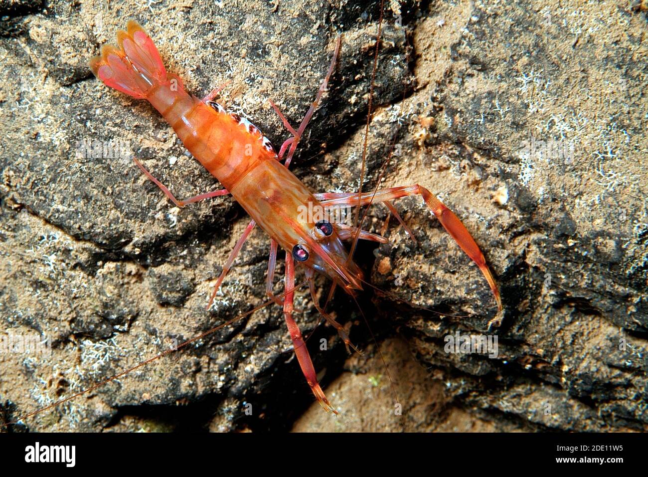 Stenopus Spinosus High Resolution Stock Photography and Images - Alamy