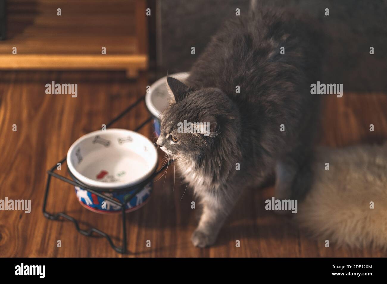 Hackles hi-res stock photography and images - Alamy