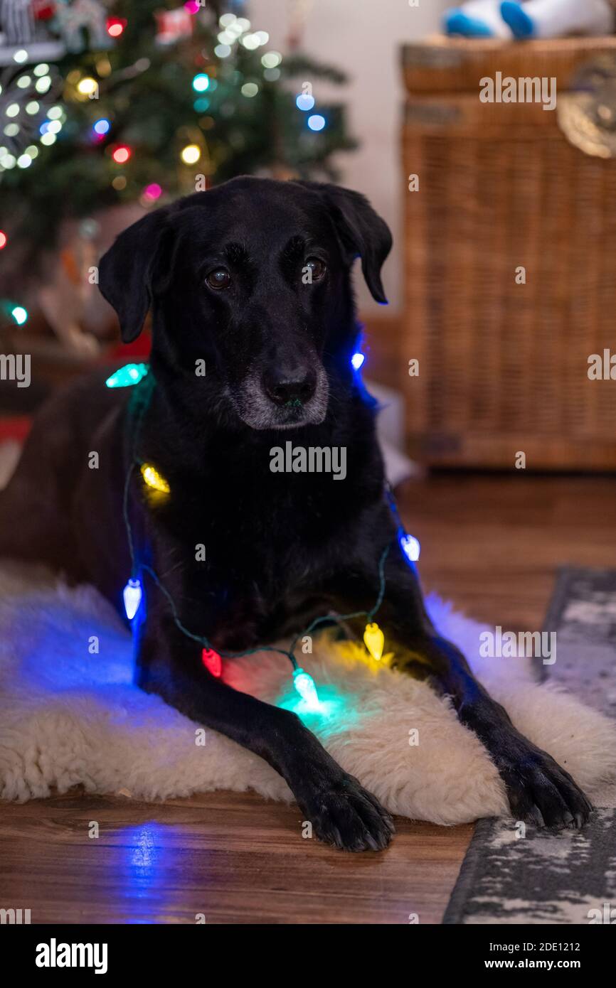 Lab In Christmas Lights Labrador Retriever With Reindeer Ears And