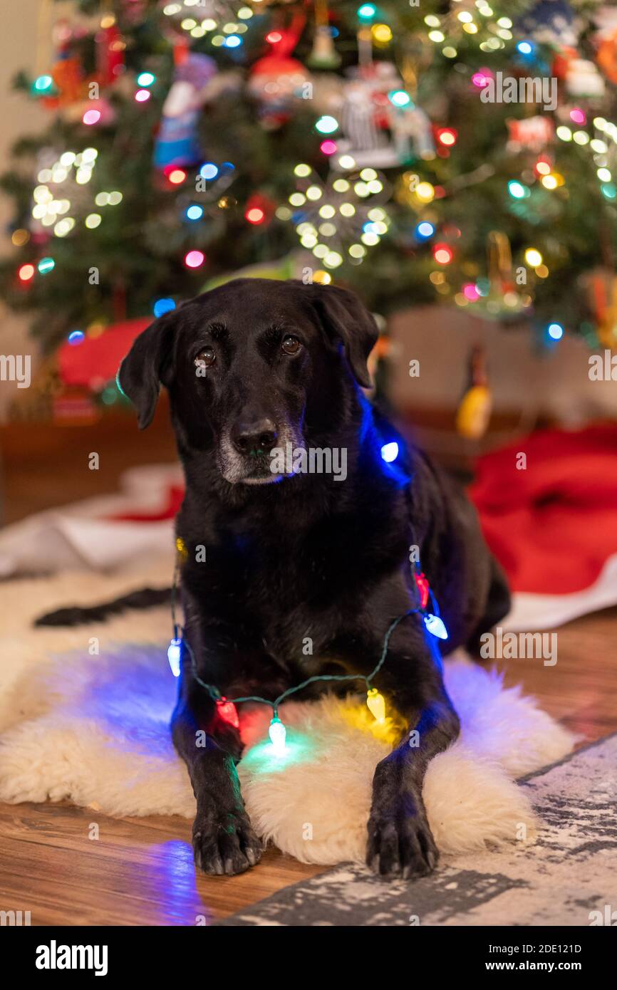 Black labrador retriever dog poses with colorful Christmas lights while ...