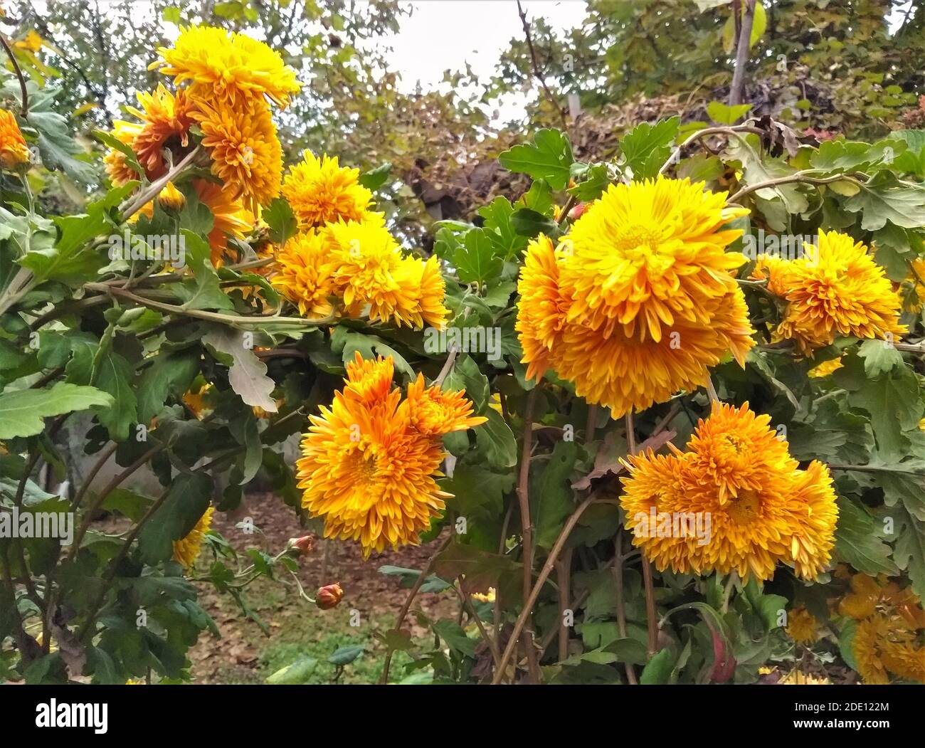 Chrysanthemum yellow hi-res stock photography and images - Alamy