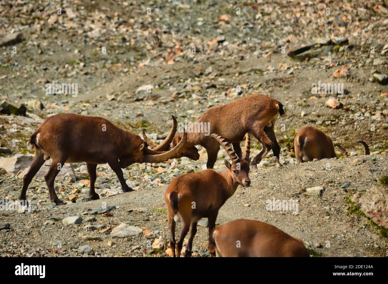 Ibex fight hi-res stock photography and images - Alamy