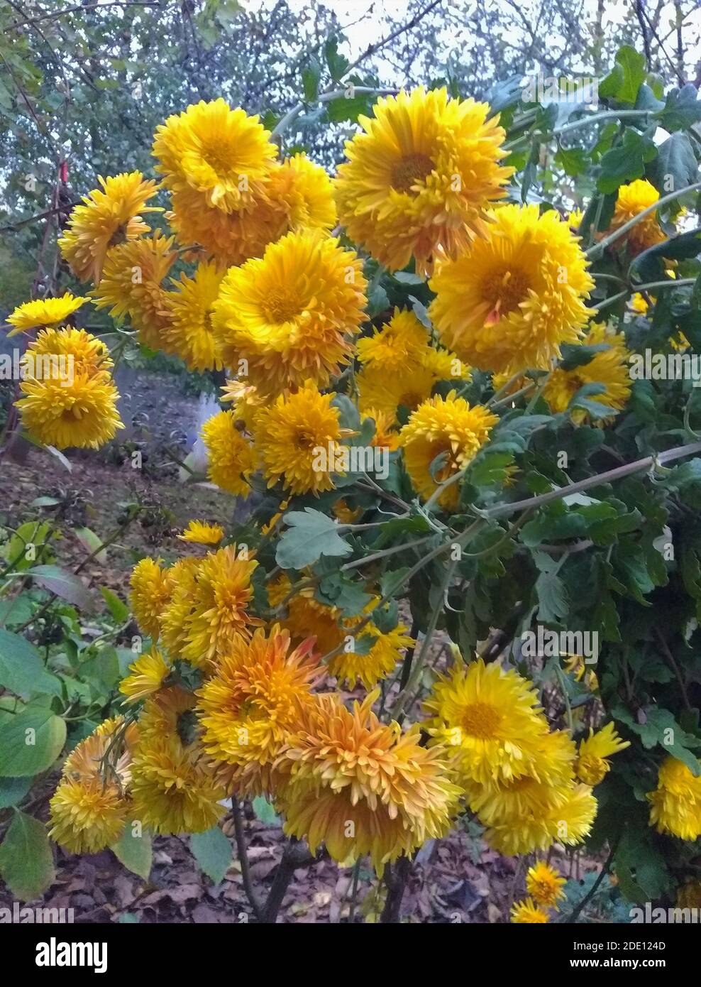 Yellow chrysanthemum flowers in the garden Stock Photo - Alamy