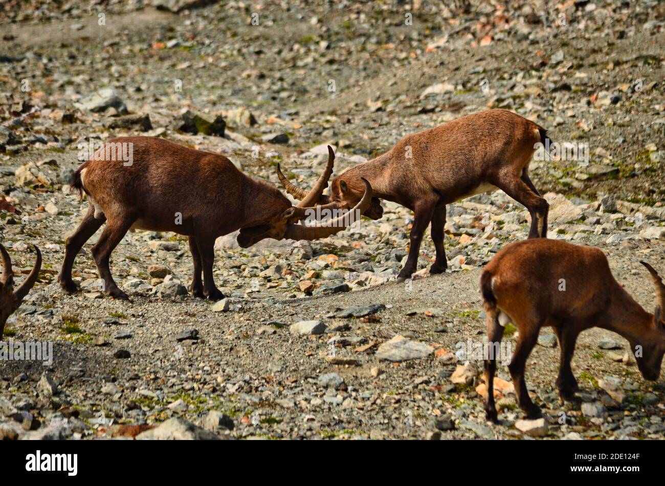 Alpine ibex on a background of mountains, fight, Steinbock Switzerland ...