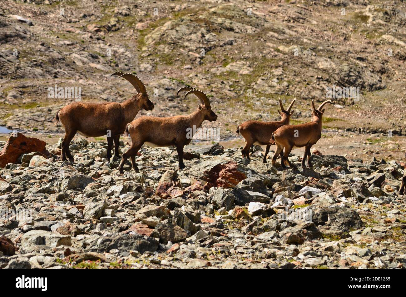 Alpine ibex on a background of swiss mountains, Steinbock Switzerland ...