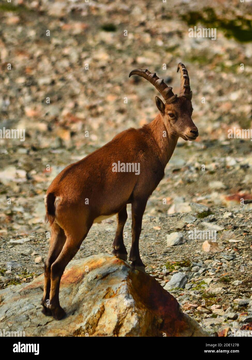Alpine steinbok capra ibex hi-res stock photography and images - Alamy