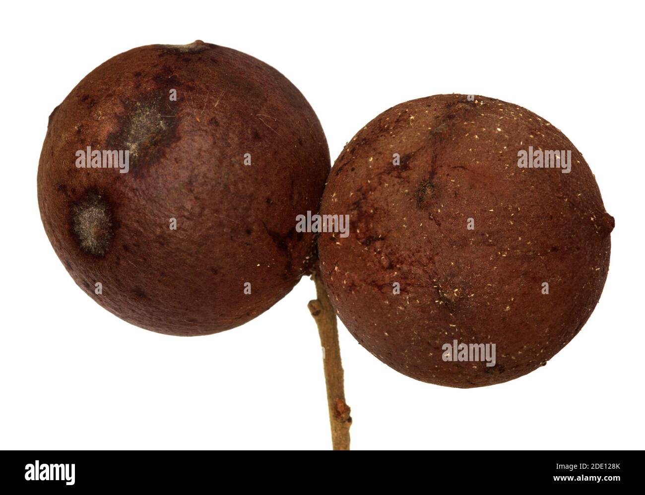 Andricus quercustozae gall Cut Out Stock Images & Pictures - Alamy