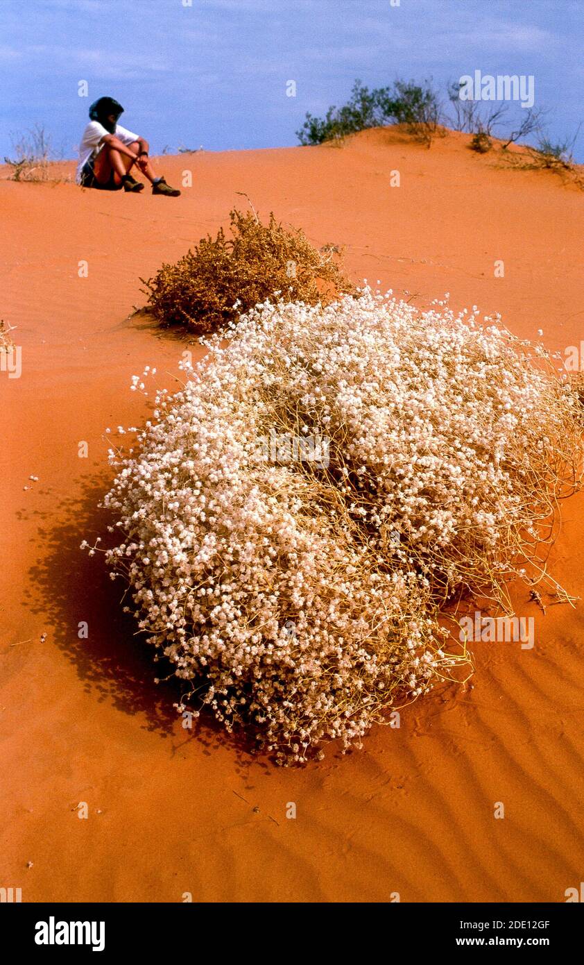 Simpson Desert sand dunes, Central Australia Stock Photo - Alamy