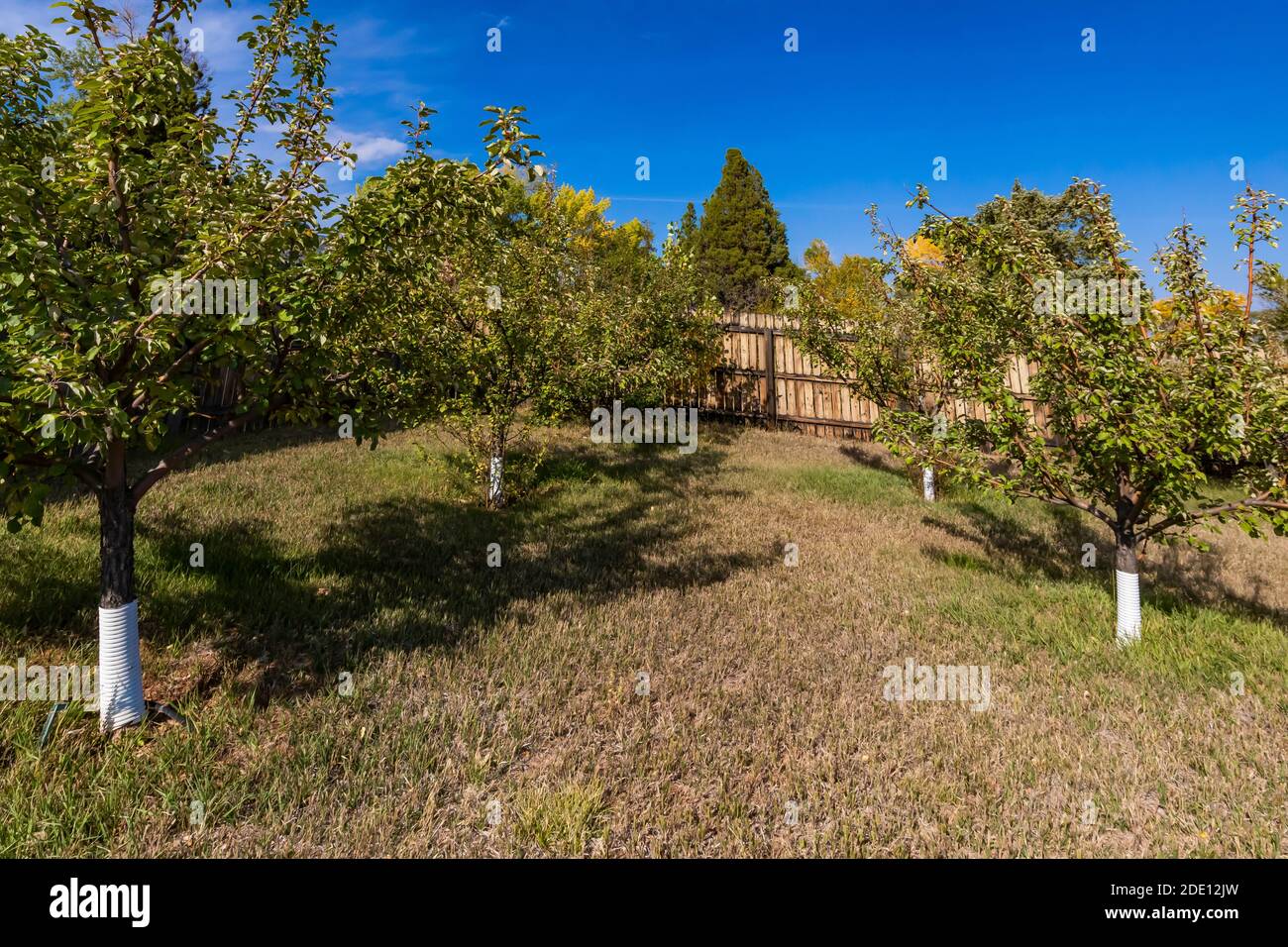 Orchard of old fruit varieties at the historic Ewing-Snell Ranch at ...
