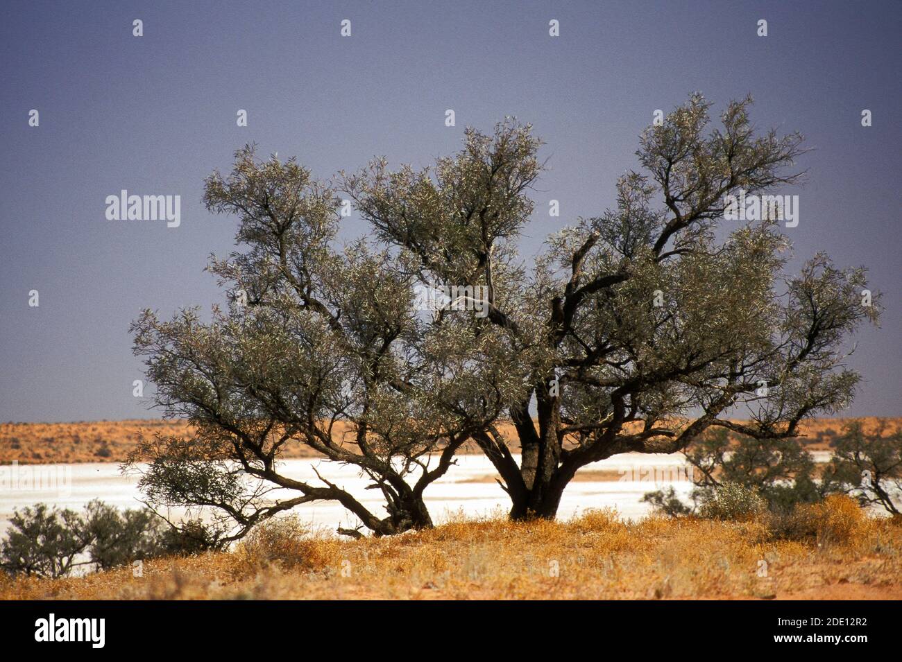 Saltpan at Poeppel's Corner, Simpson Desert, where South Australia ...