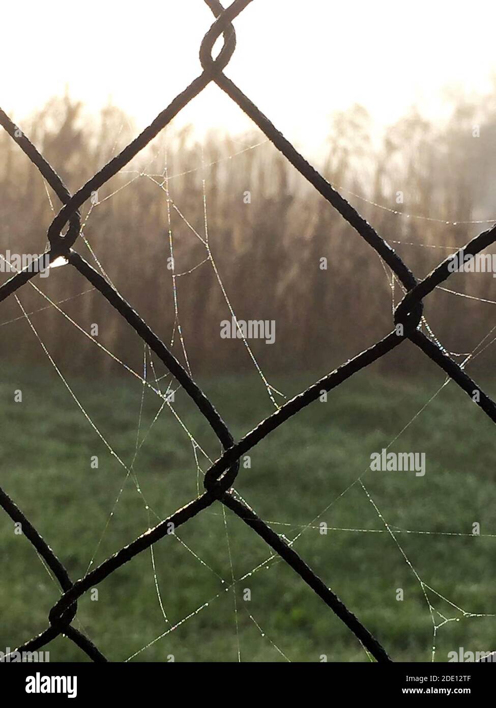 Fence diamond grid fence hi-res stock photography and images - Alamy