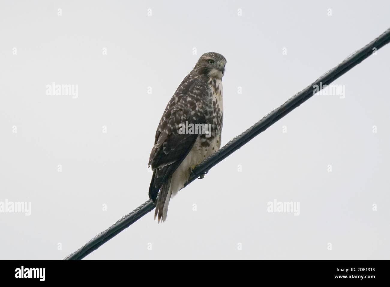 Red Tailed hawk living in small town flying Stock Photo - Alamy