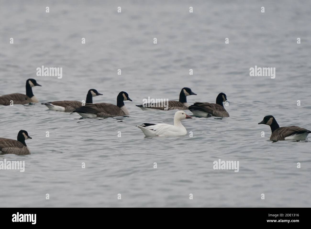 Canada geese group bird photo hi-res stock photography and images - Alamy