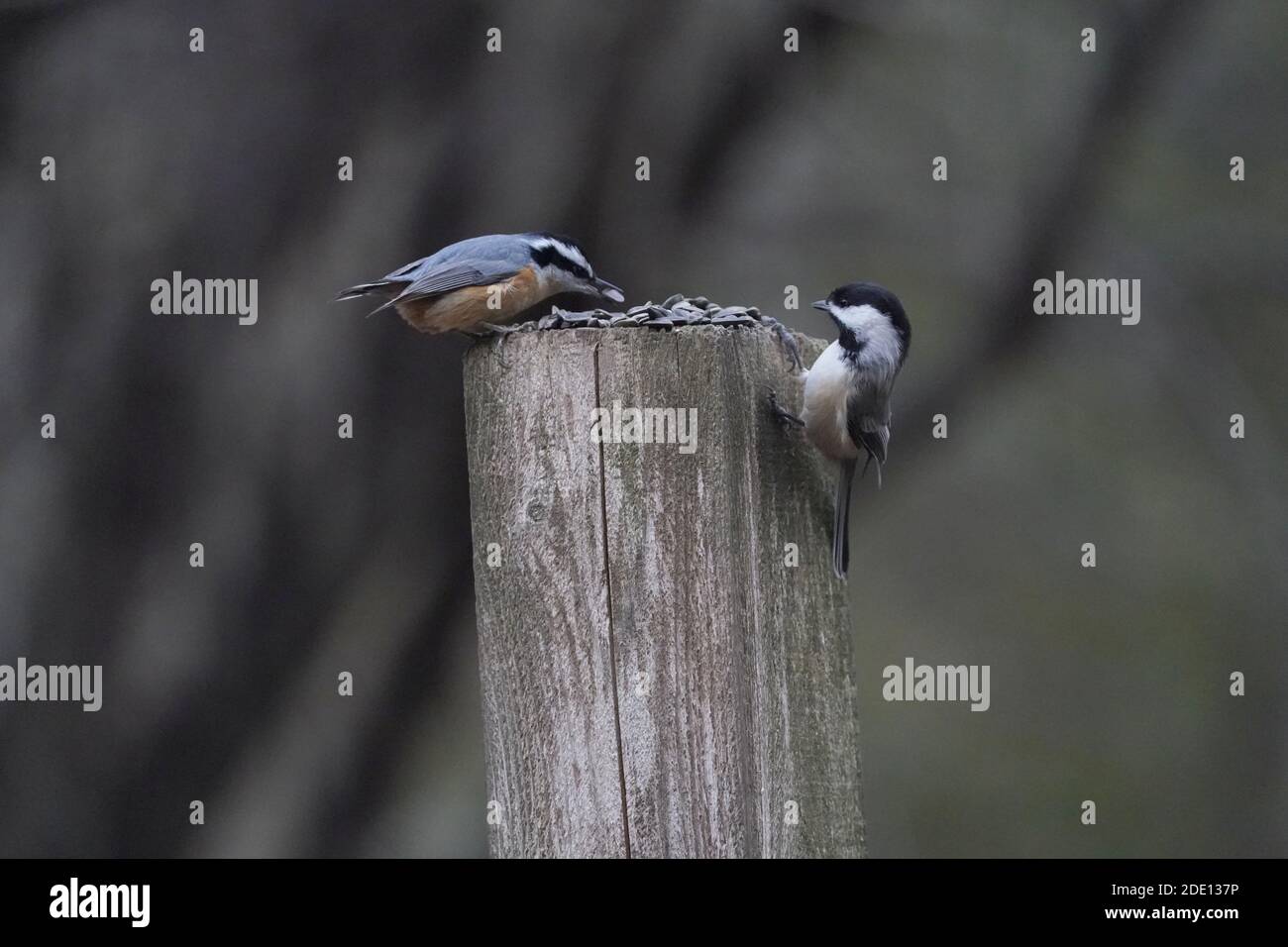 Nutchatches hi-res stock photography and images - Alamy