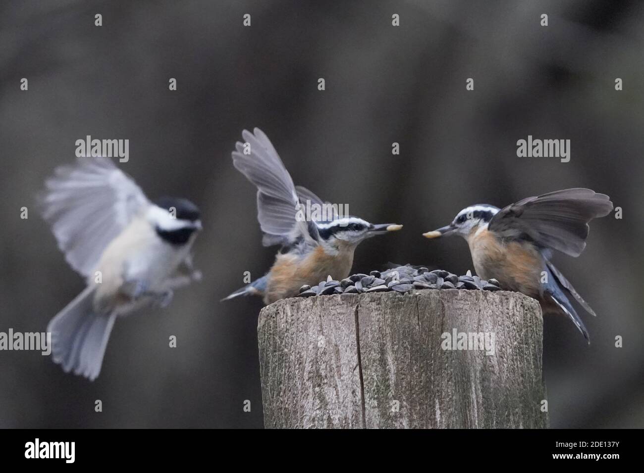 Nutchatches slightly more dominant than chickadees hi-res stock ...