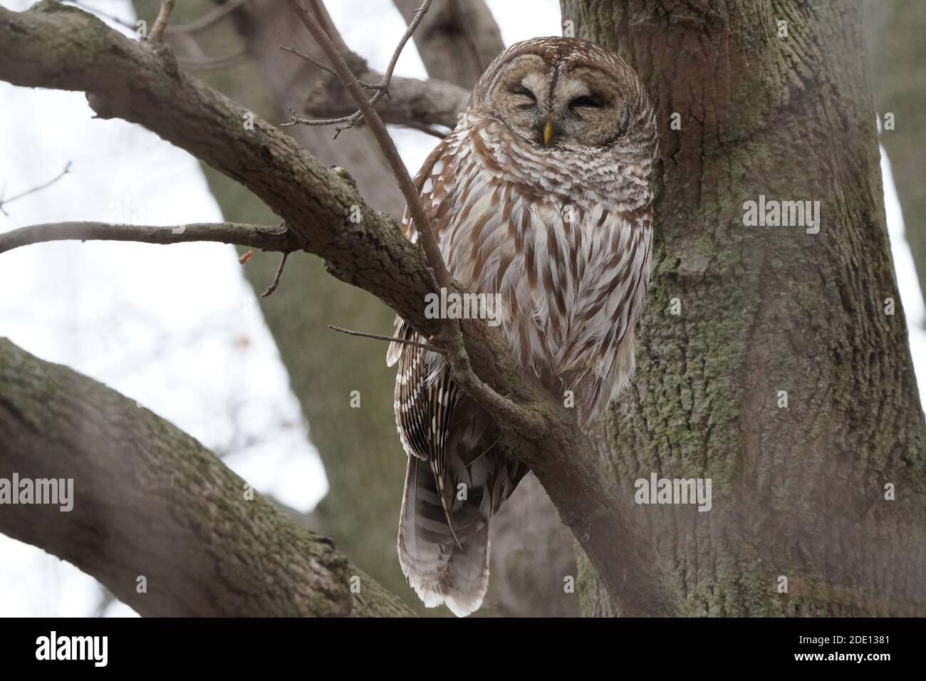 Sleepy barred owl resting in tree Stock Photo - Alamy