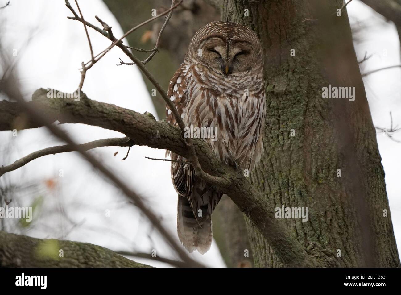 Sleepy barred owl resting in tree Stock Photo - Alamy